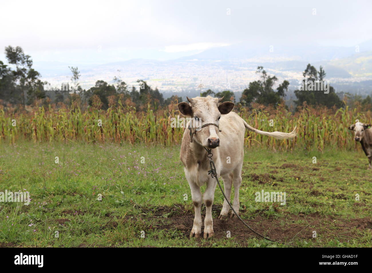 A cow stands in a corn field on a farm in San Clemente Stock Photo - Alamy