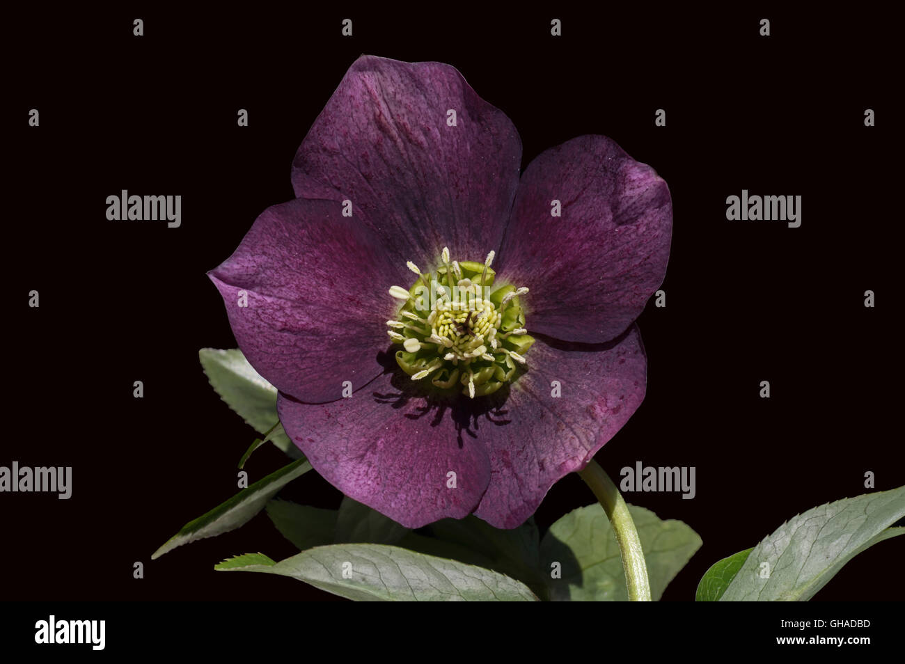 Eurasian flower hi-res stock photography and images - Alamy