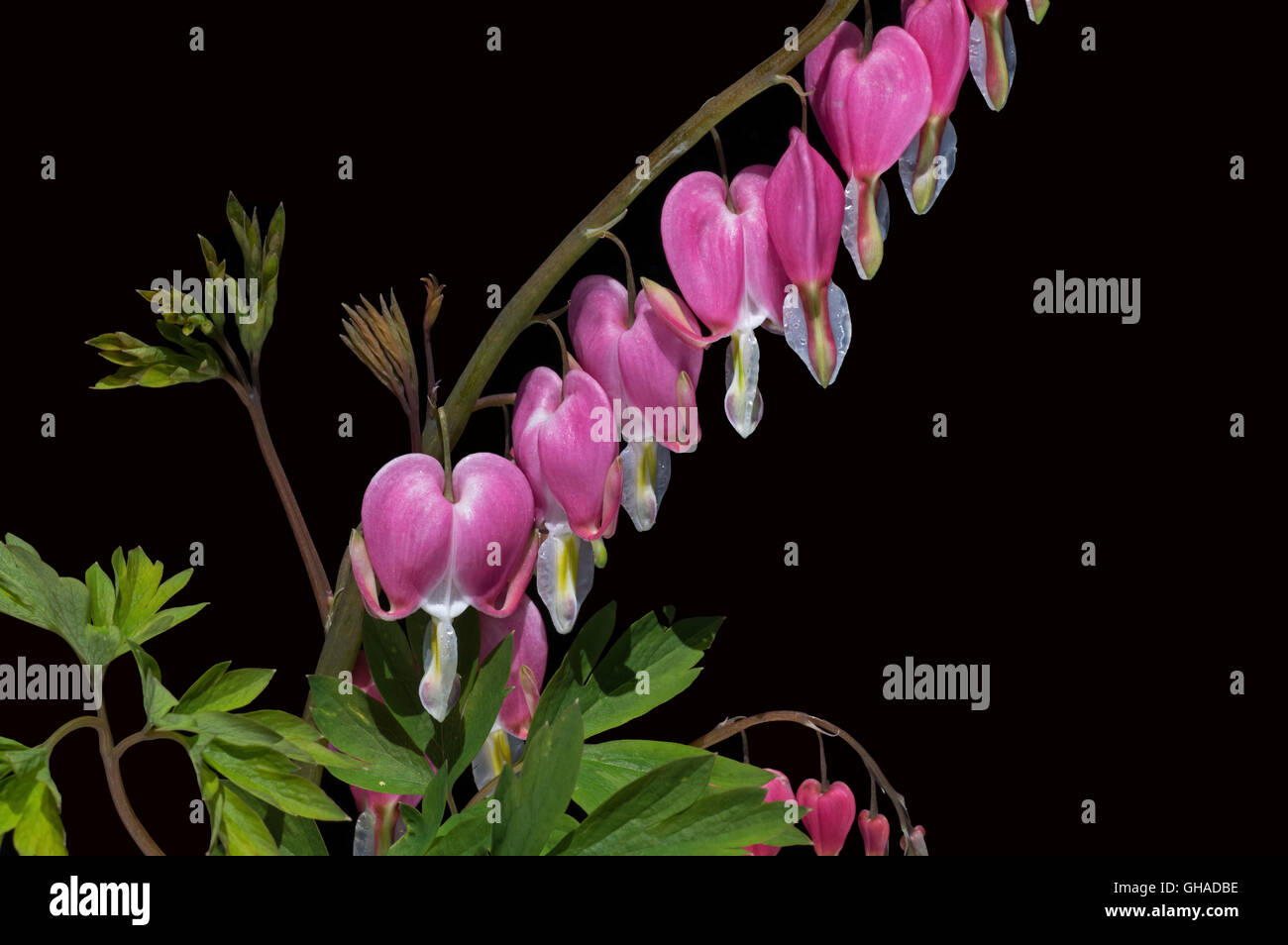 Bleeding heart flowers on dark background. Bleeding heart is a ...