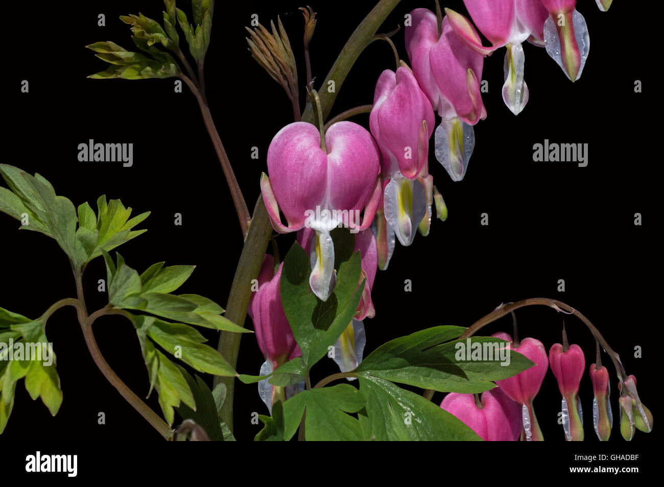 Bleeding heart flowers on dark background. Bleeding heart is a ...