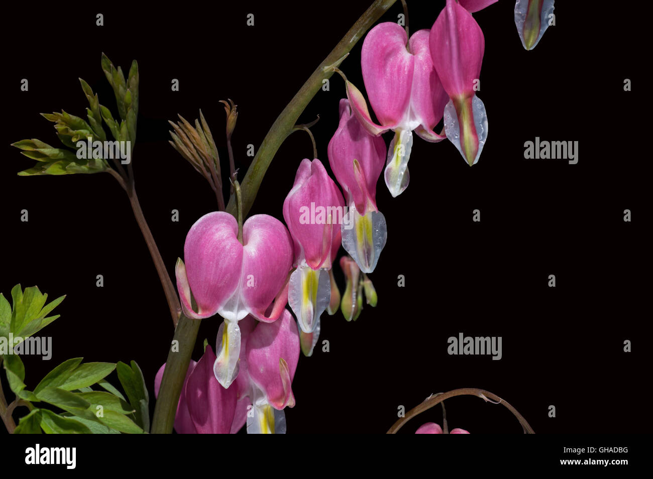 Bleeding heart flowers on dark background. Bleeding heart is a ...