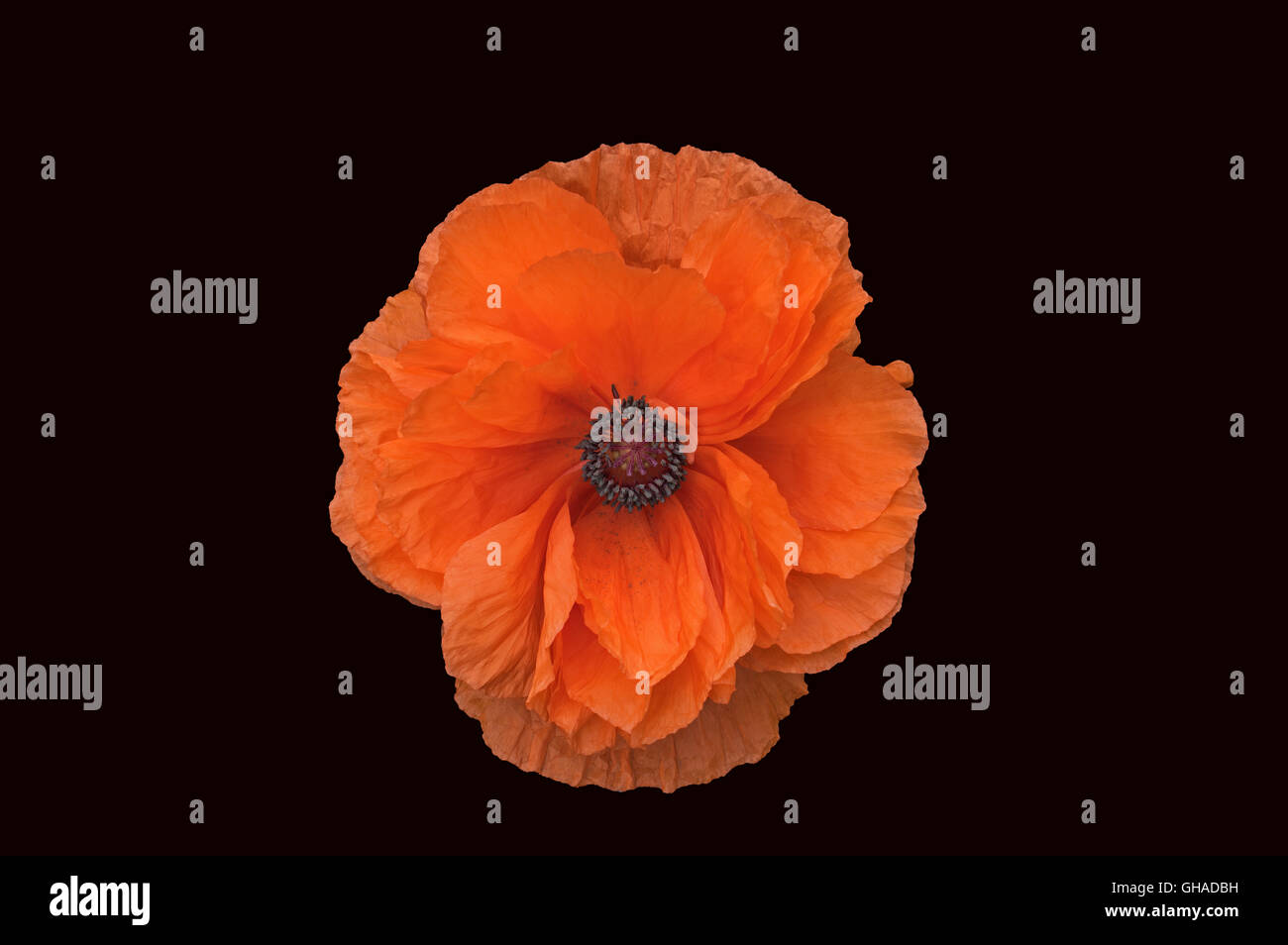 Orange poppy on dark background. Poppy is a flowering plant in the ...