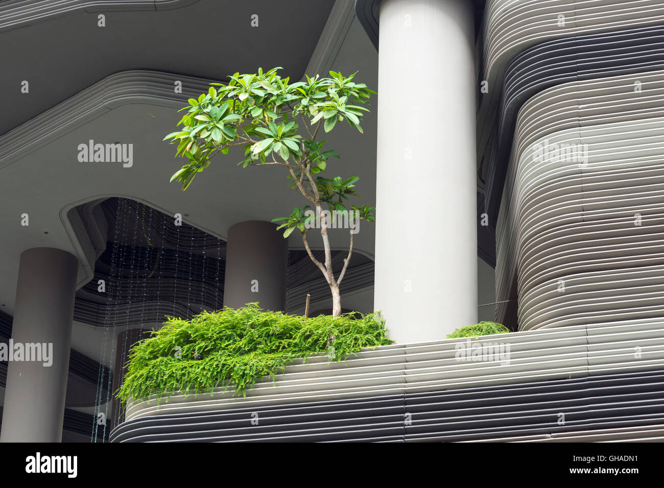 green city tree on balcony terrace of modern building in Singapore ...