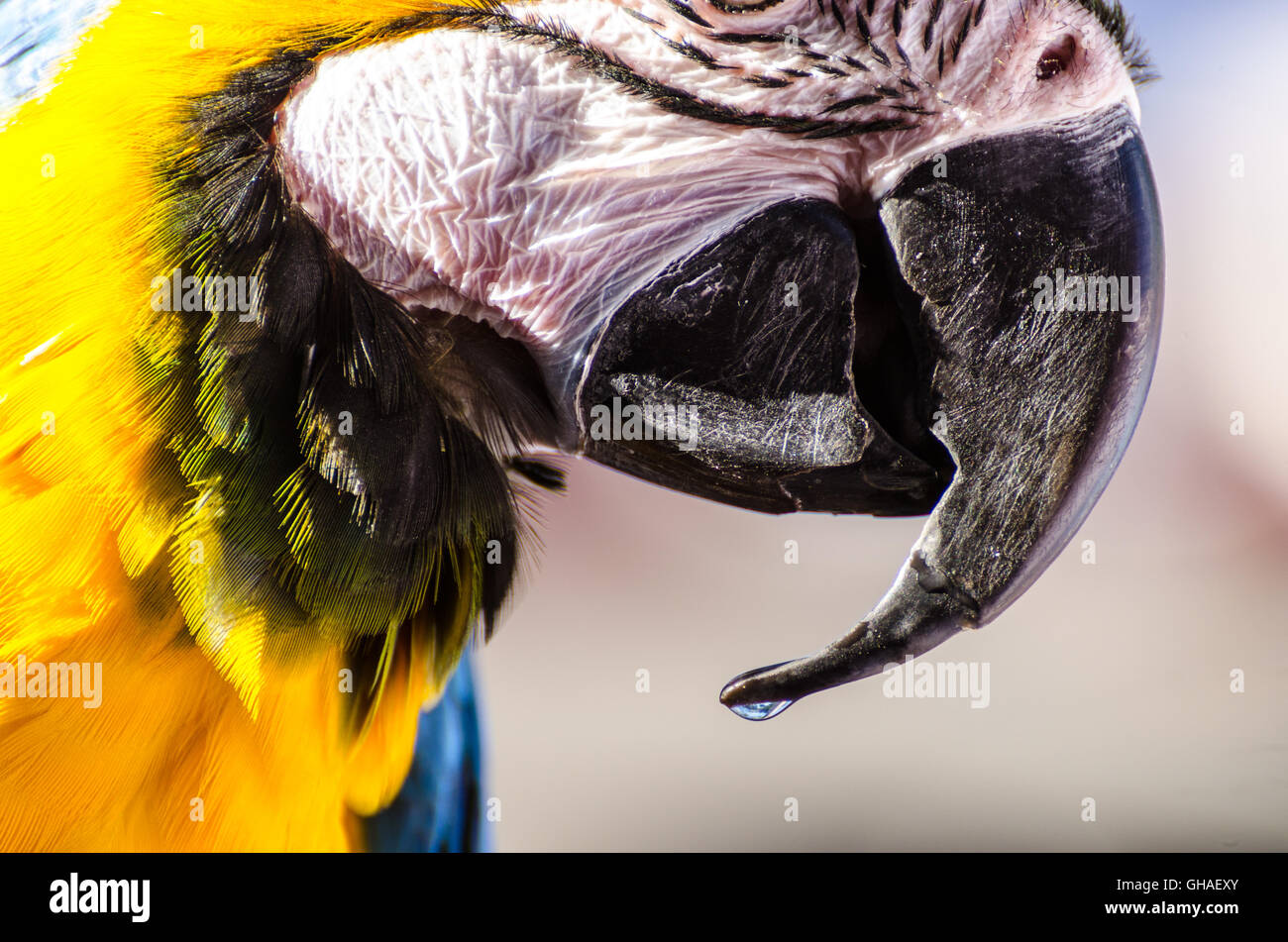 A Parrots beak Stock Photo - Alamy