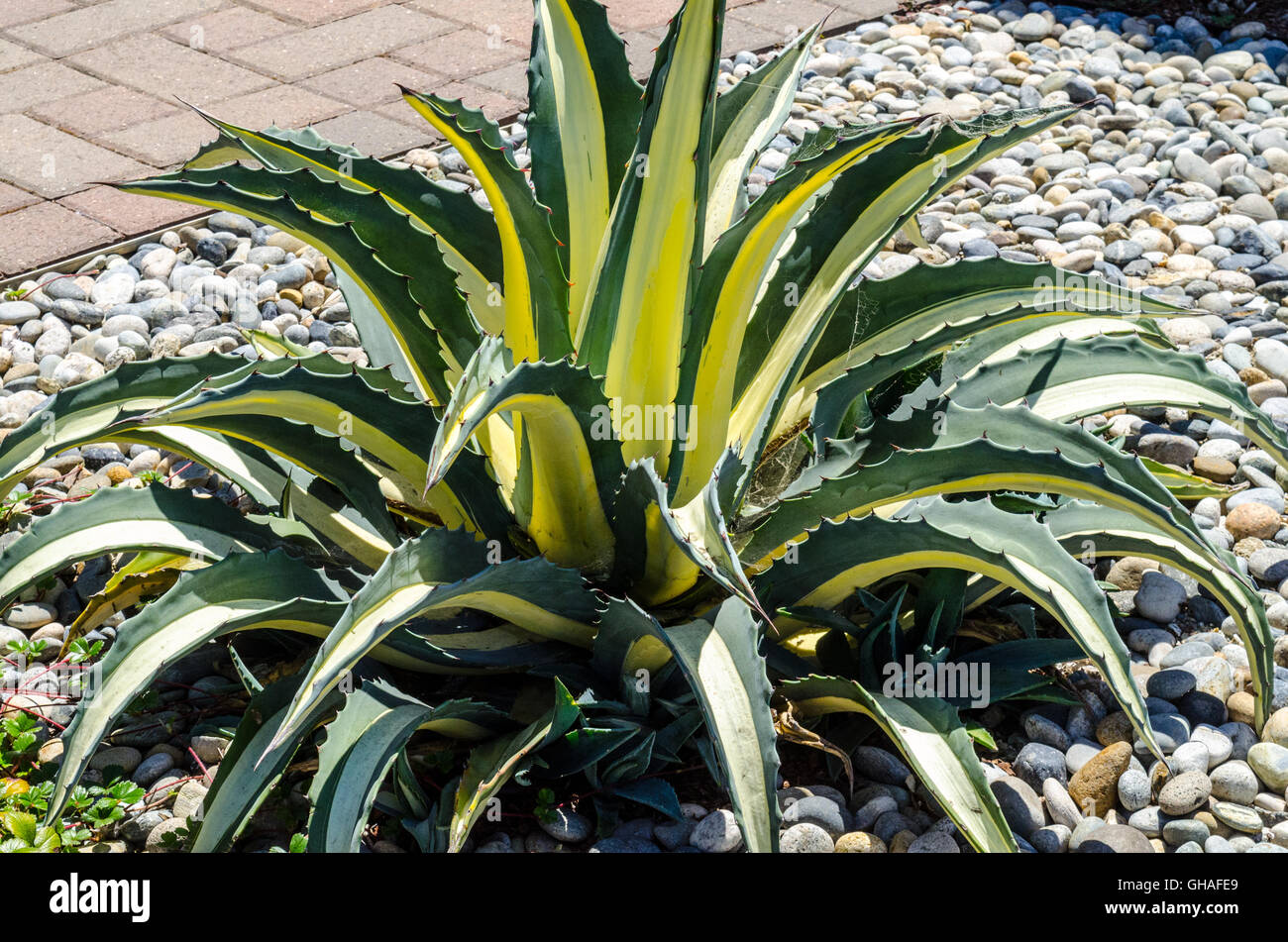 Agave americana medio picta alba (white-striped century plant Stock ...