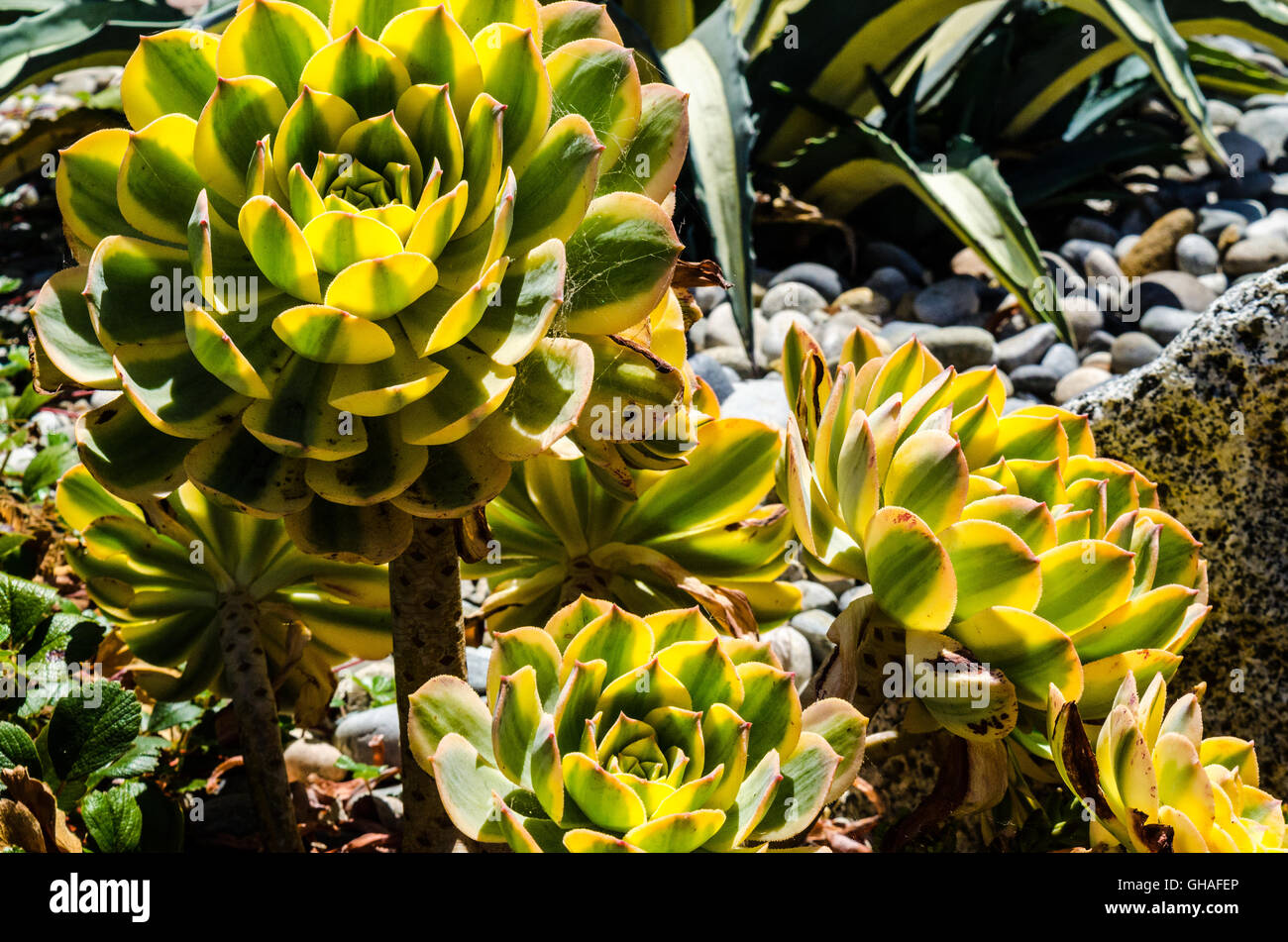 Colorful water friendly drought tolerant plants in California Stock ...