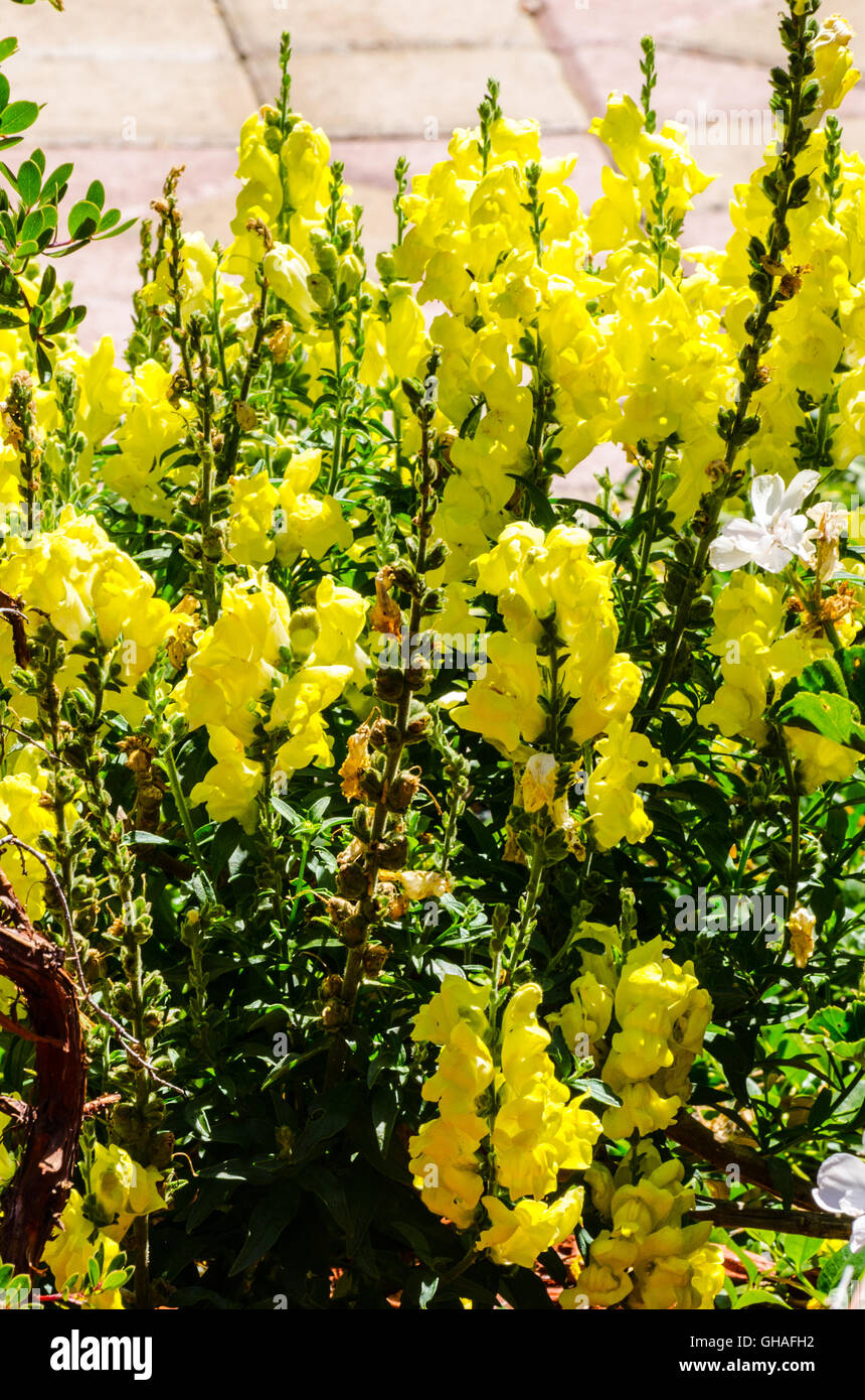Yellow Snapdragon Bouquet