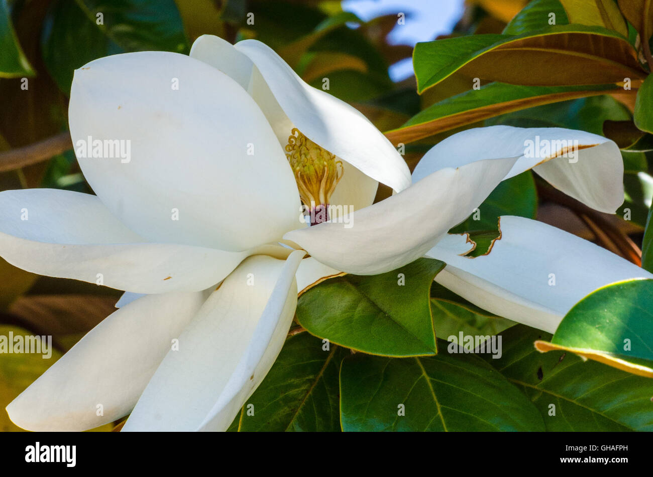Magnolia grandiflora magnolia hi-res stock photography and images - Alamy