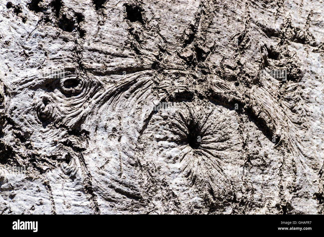 Tree bark that resembles the surface of the moon Stock Photo - Alamy