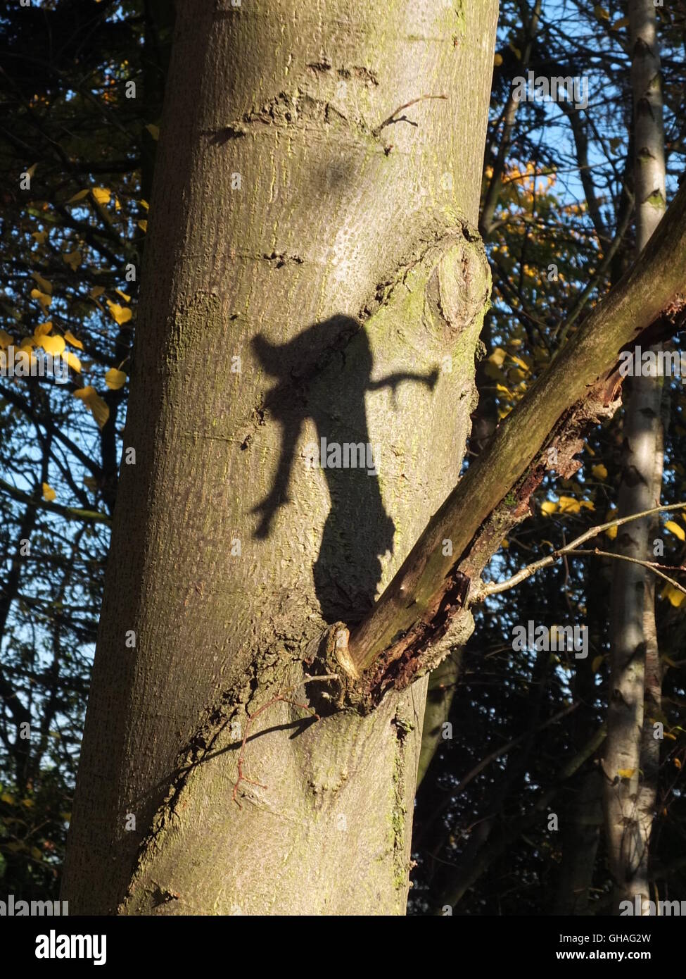 A shadow cast on a tree resembling a wood sprite, tree spirit, imp or ...
