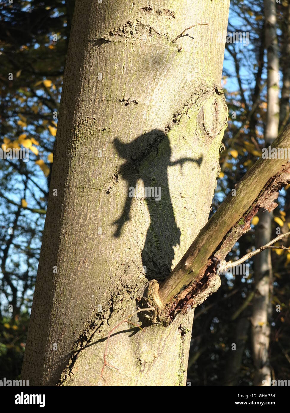 A shadow cast on a tree resembling a wood sprite, tree spirit, imp or ...