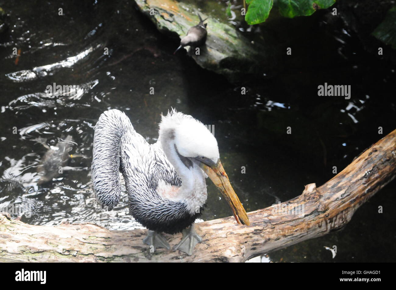 Birds at the National Aviary Pittsburgh PA USA Stock Photo - Alamy