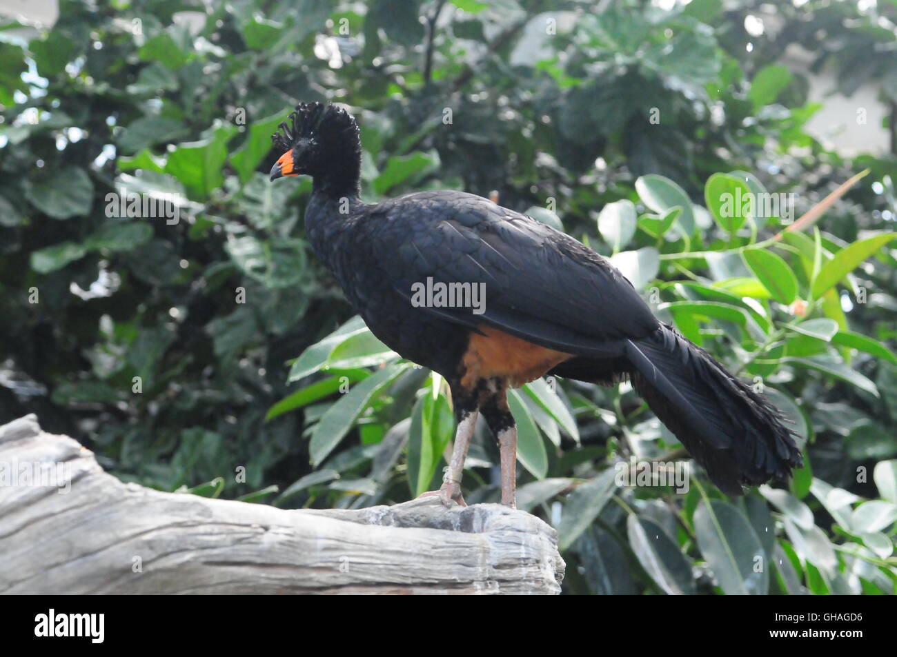 Birds at the National Aviary Pittsburgh PA USA Stock Photo - Alamy