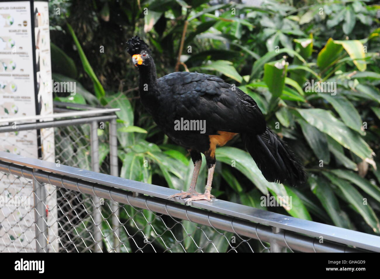 Birds at the National Aviary Pittsburgh PA USA Stock Photo - Alamy
