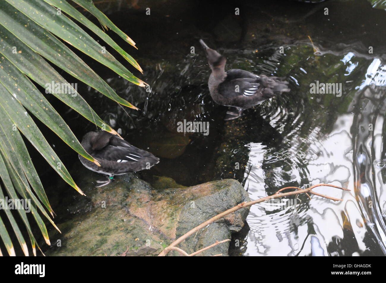 Pittsburgh national aviary hi-res stock photography and images - Alamy