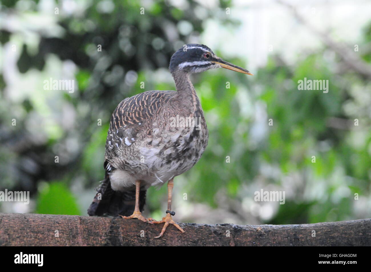 Pittsburgh national aviary hi-res stock photography and images - Alamy