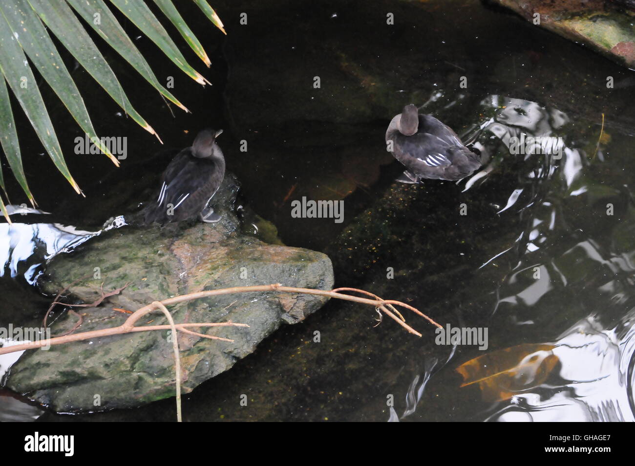 National aviary hi-res stock photography and images - Alamy