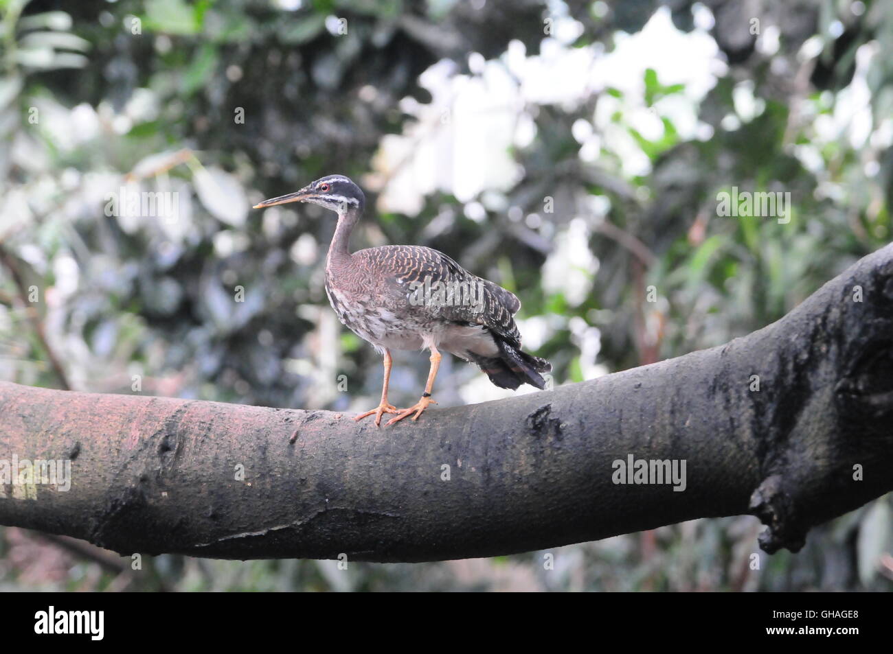 Birds at the National Aviary Pittsburgh PA USA Stock Photo - Alamy