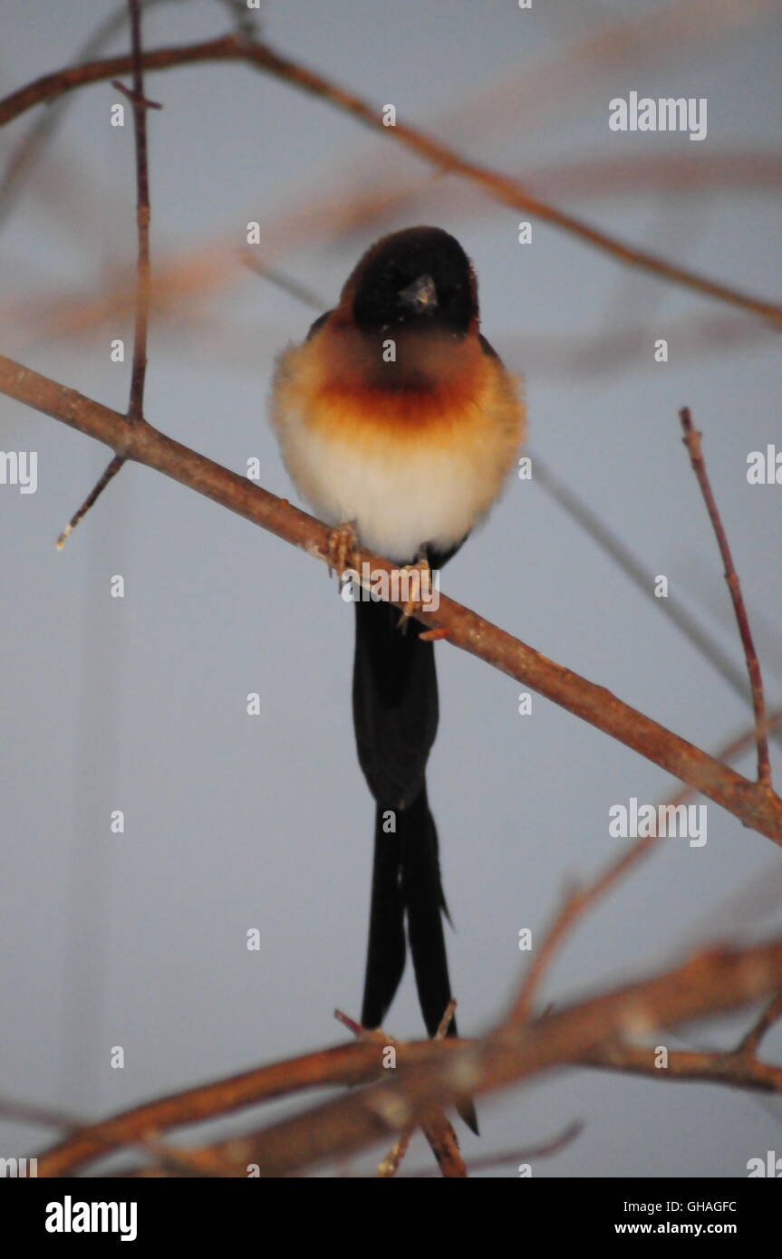 Birds taken at the National Aviary in Pittsburgh PA August 2016 Stock ...