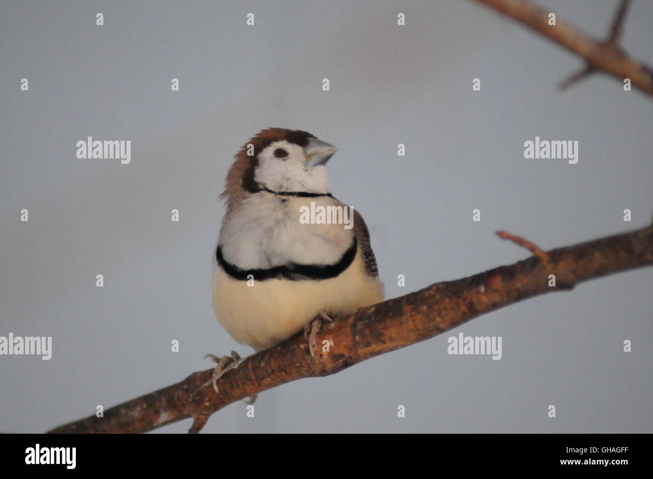 Birds taken at the National Aviary in Pittsburgh PA August 2016 Stock ...