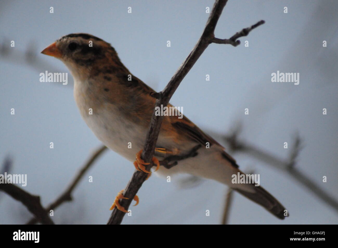 Birds national aviary pittsburgh hi-res stock photography and images ...