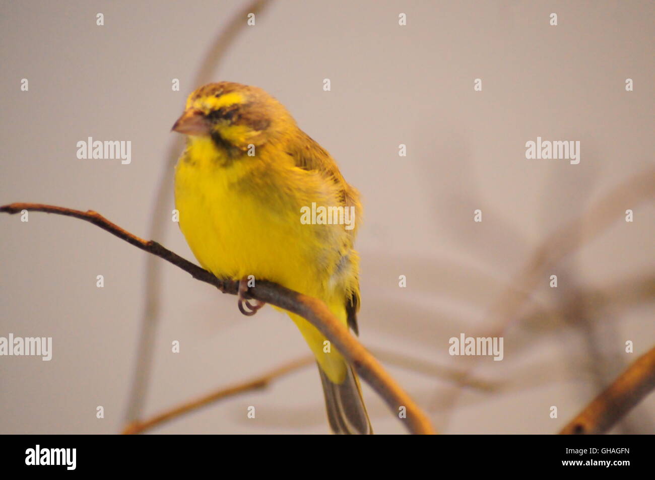 Birds taken at the National Aviary in Pittsburgh PA August 2016 Stock ...