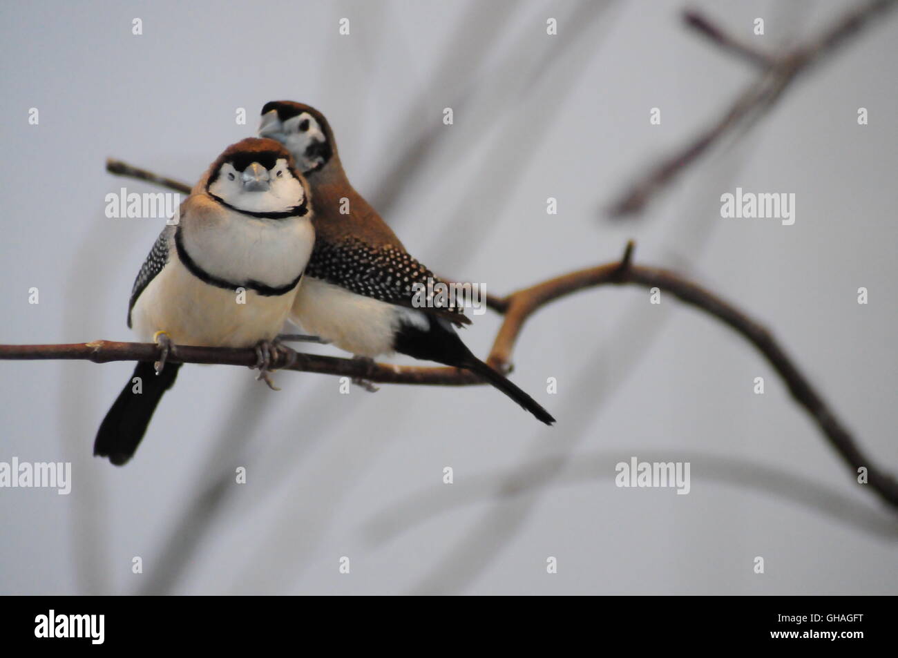 Birds taken at the National Aviary in Pittsburgh PA August 2016 Stock ...