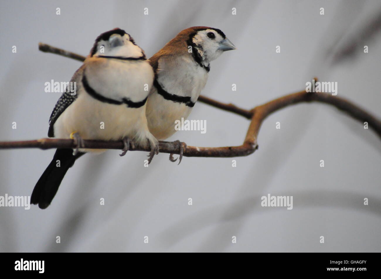 Birds taken at the National Aviary in Pittsburgh PA August 2016 Stock ...