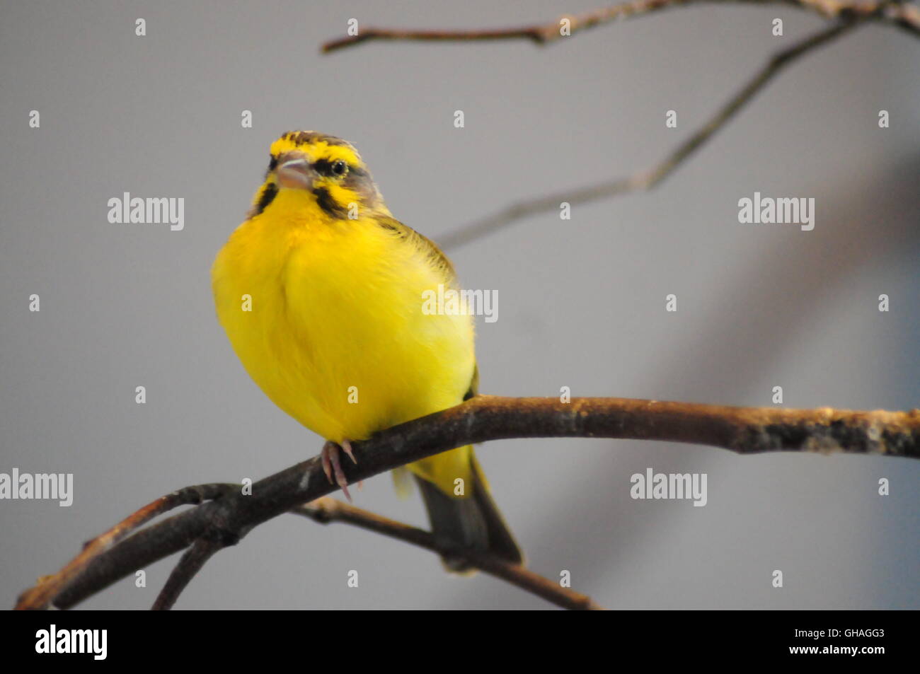 Birds taken at the National Aviary in Pittsburgh PA August 2016 Stock ...