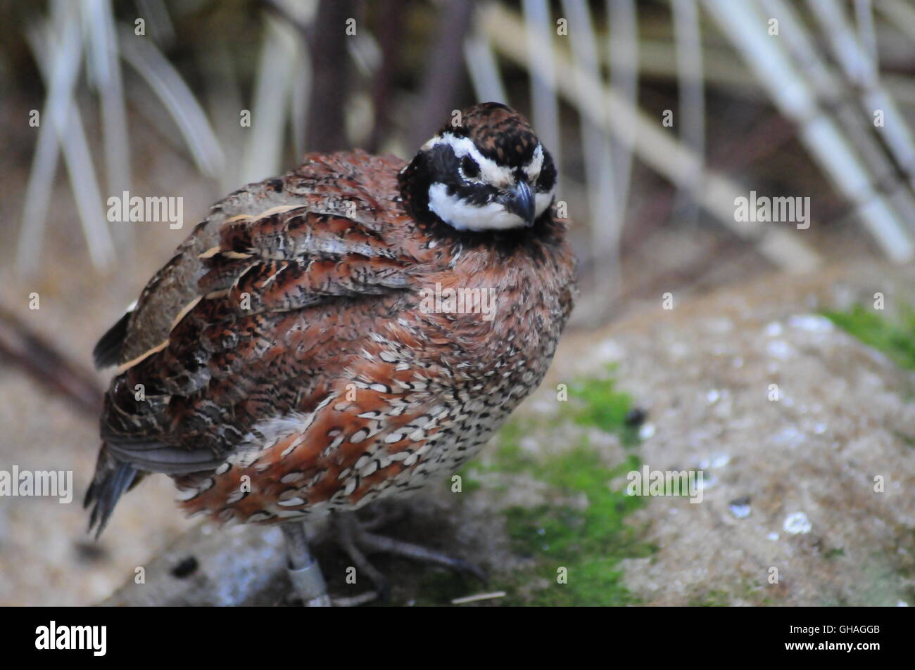 Small song bird at the National Aviary Pittsburgh PA August 2016 Stock ...
