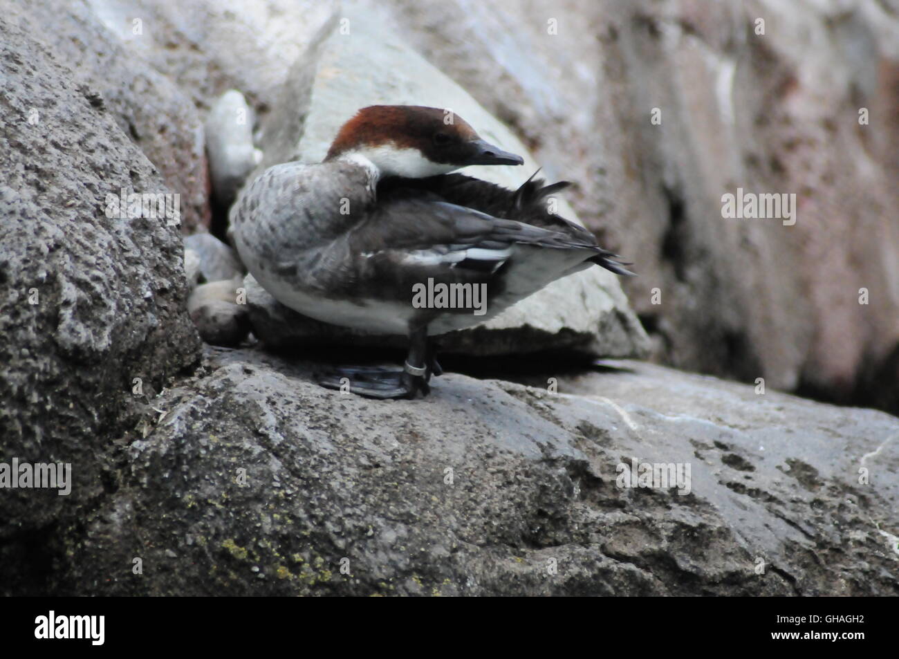 Pittsburgh national aviary hi-res stock photography and images - Alamy