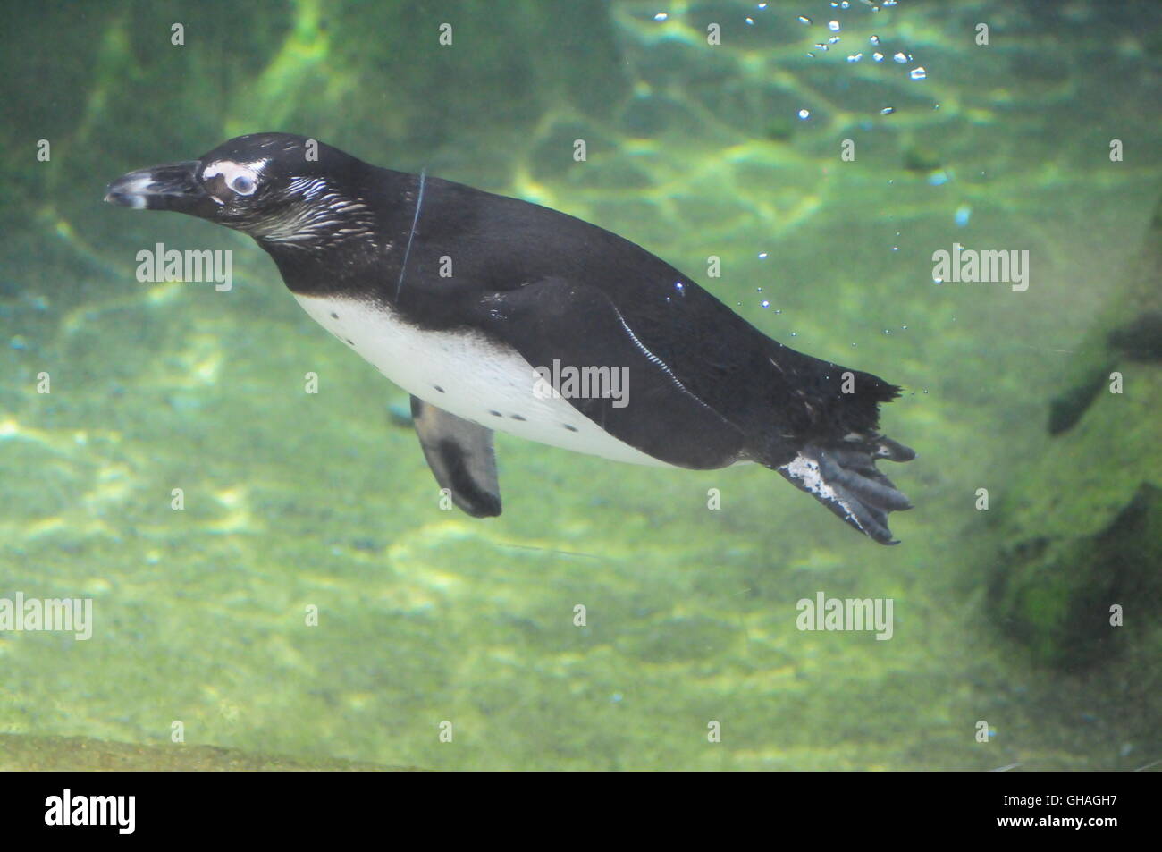 Penguins at the national aviary Pittsburgh PA US Stock Photo - Alamy