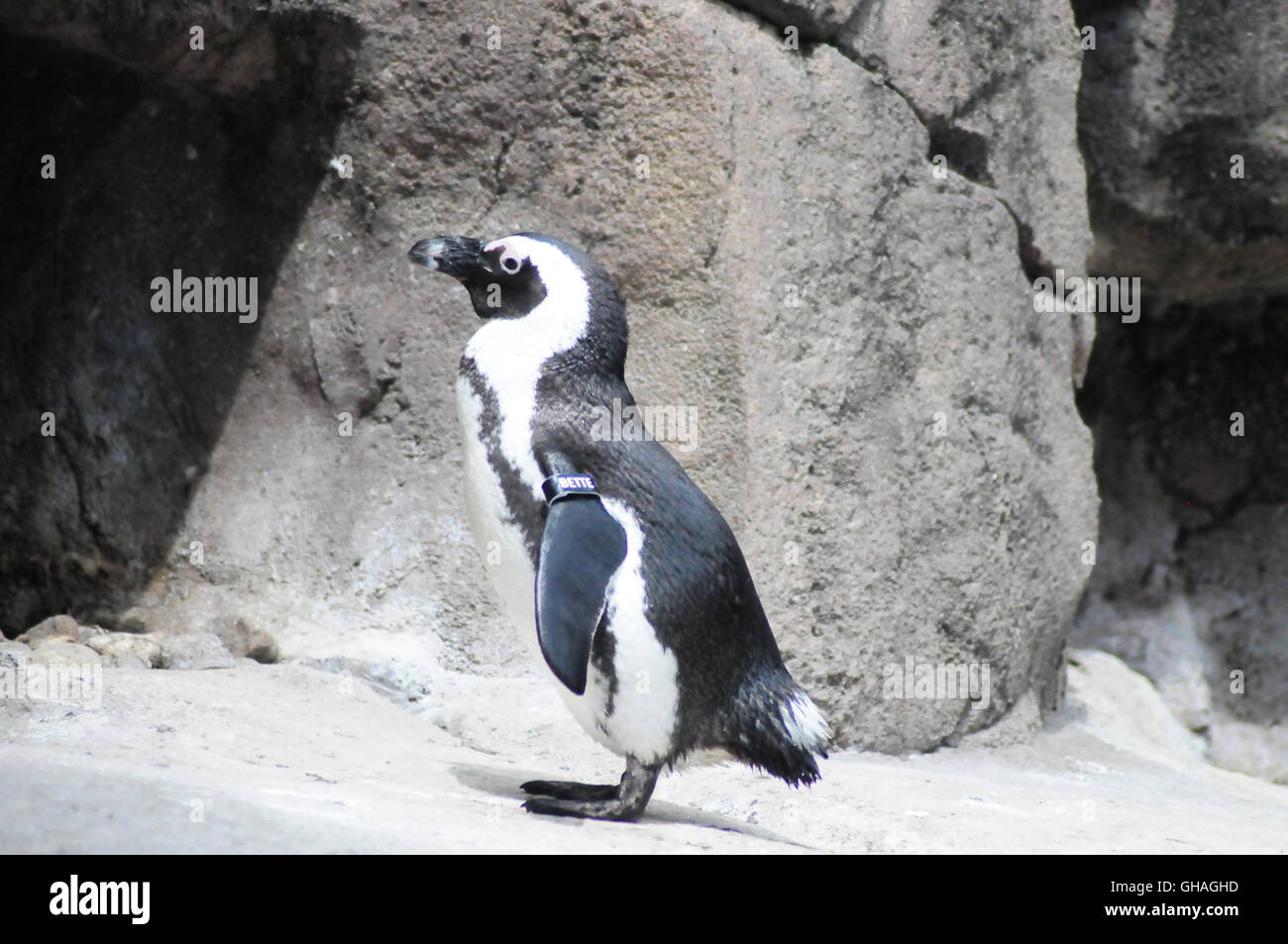 Penguins at the national aviary Pittsburgh PA US Stock Photo - Alamy