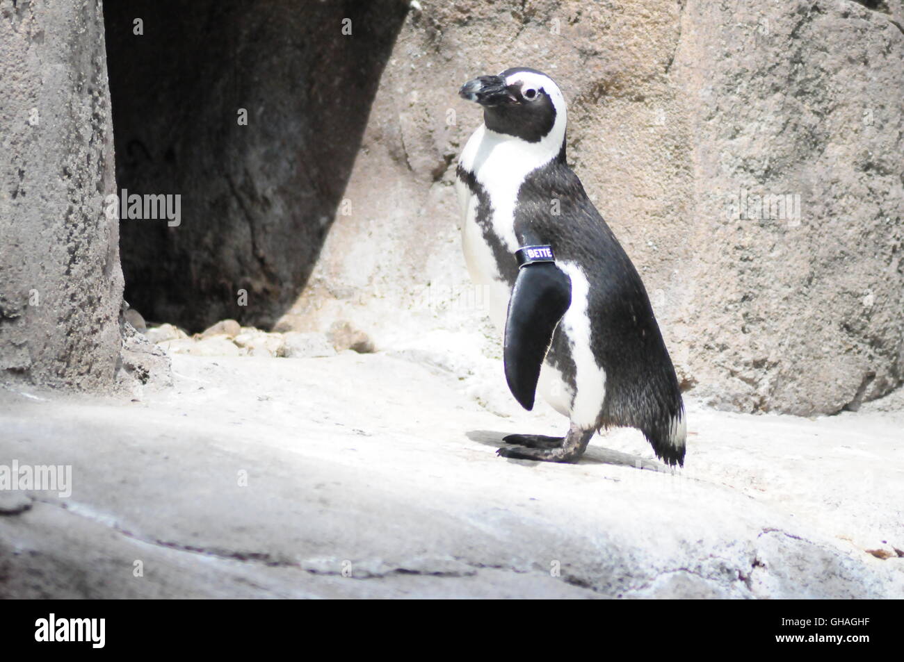 Penguins at the national aviary Pittsburgh PA US Stock Photo - Alamy