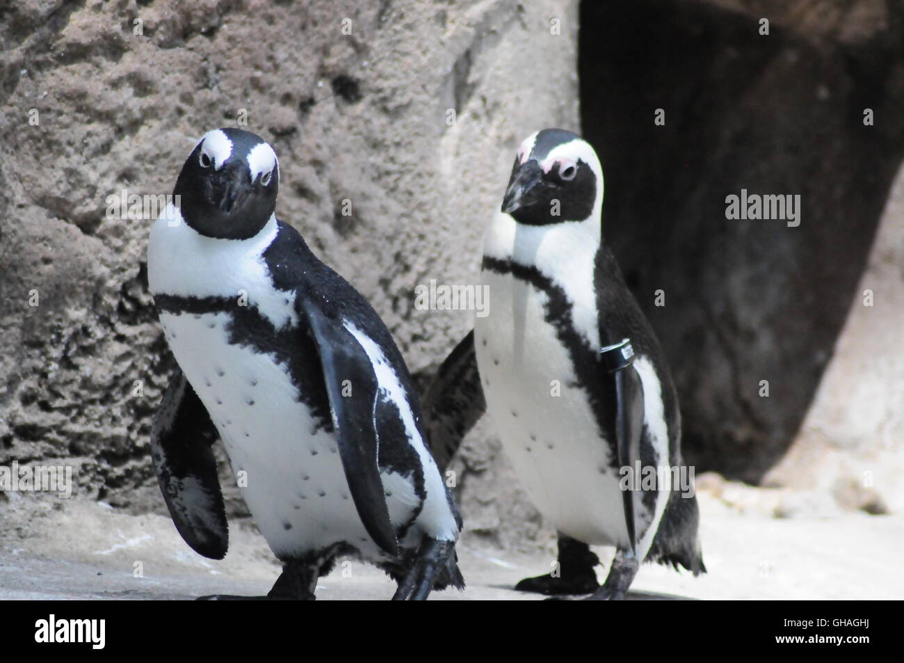 National aviary hi-res stock photography and images - Alamy