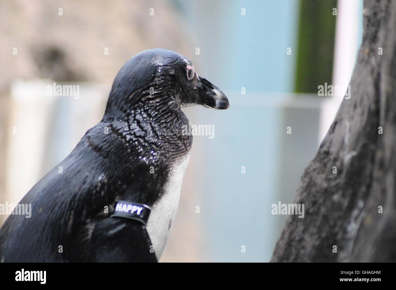 Birds at the National Aviary Pittsburgh PA USA Stock Photo - Alamy