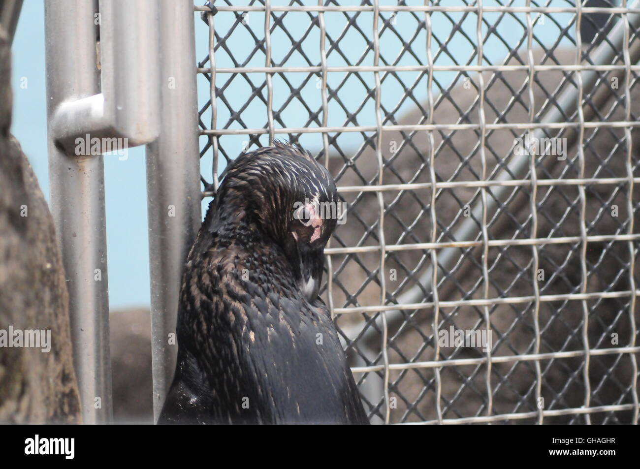 National aviary hi-res stock photography and images - Alamy