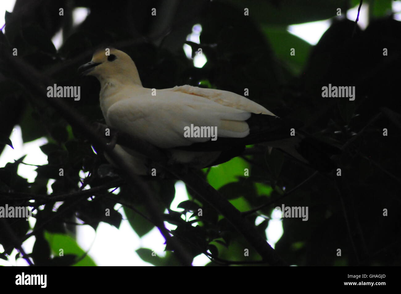 Birds at the National Aviary Pittsburgh PA USA Stock Photo - Alamy