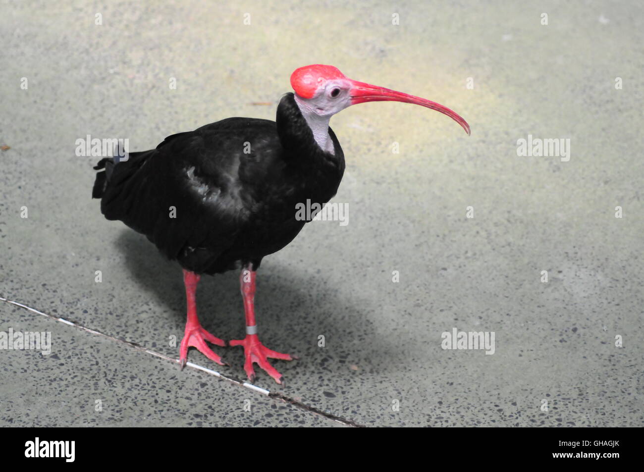 Pittsburgh national aviary hi-res stock photography and images - Alamy