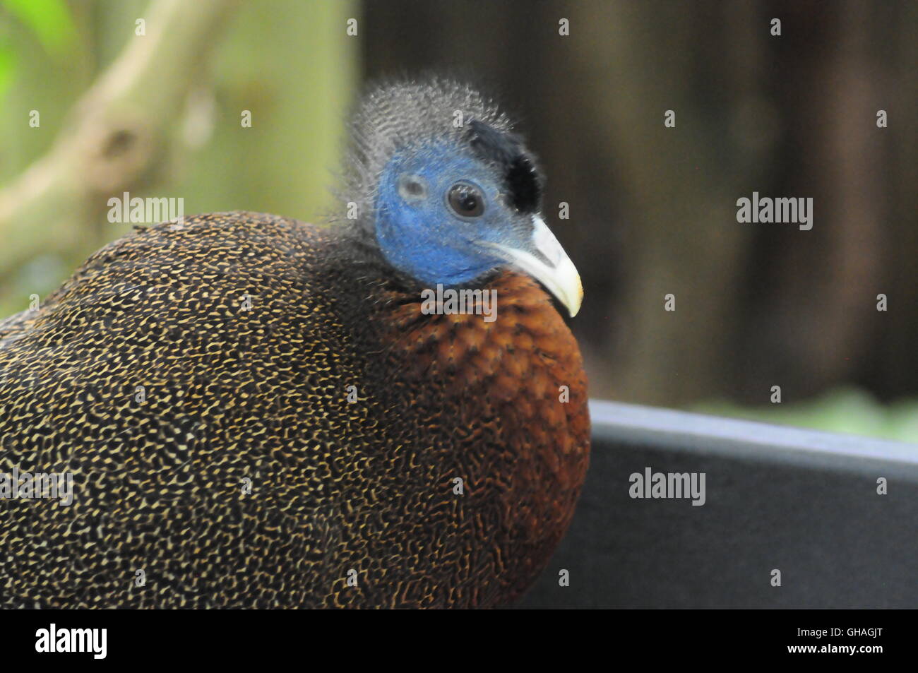 National aviary pittsburgh hi-res stock photography and images - Alamy