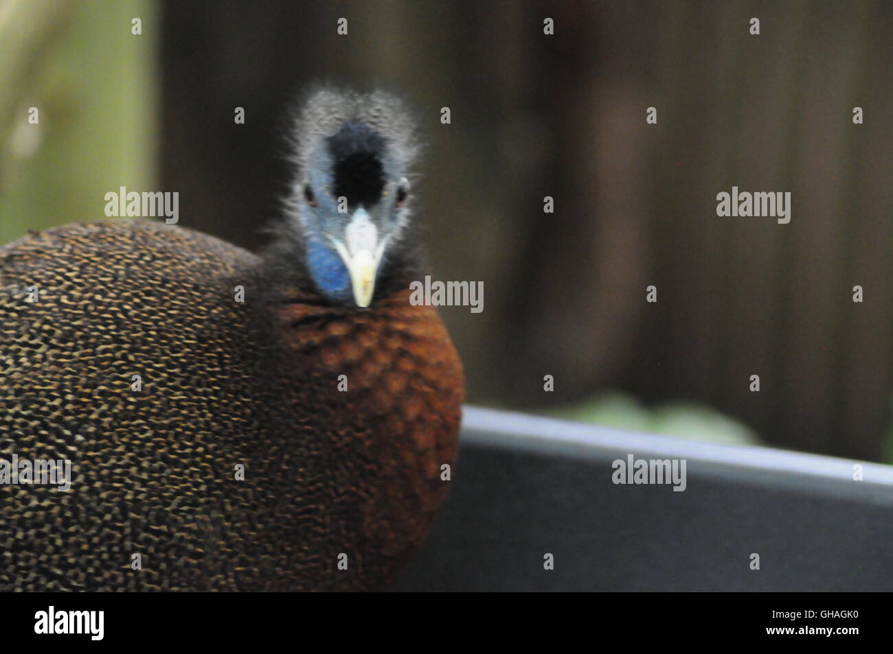 Birds at the National Aviary Pittsburgh PA USA Stock Photo - Alamy
