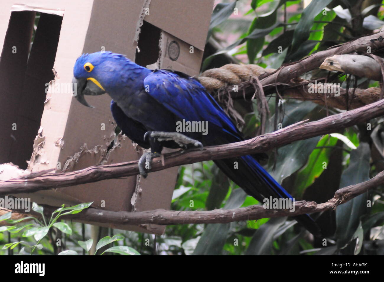 Pittsburgh national aviary hi-res stock photography and images - Alamy