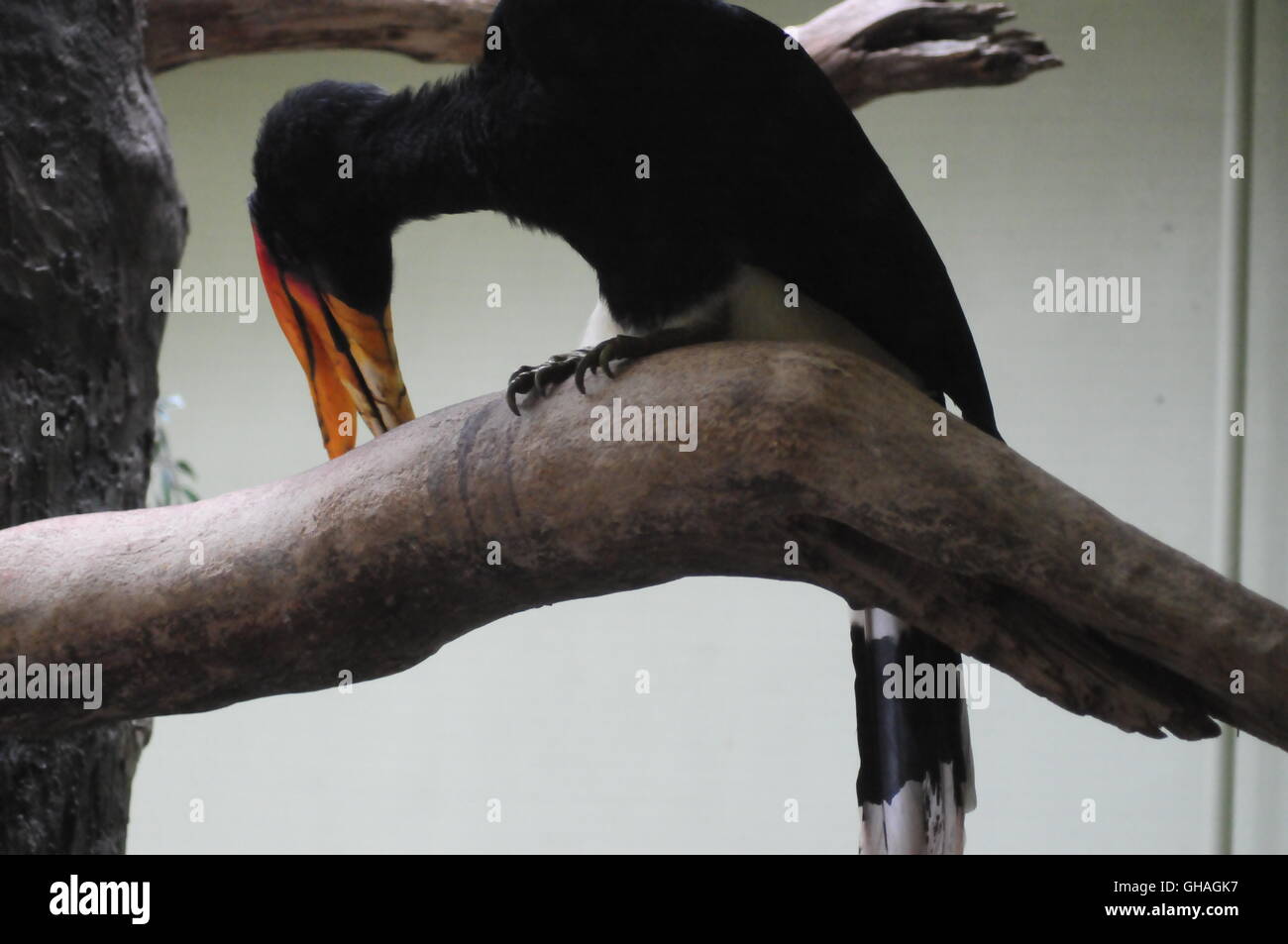 Birds at the National Aviary Pittsburgh PA USA Stock Photo - Alamy