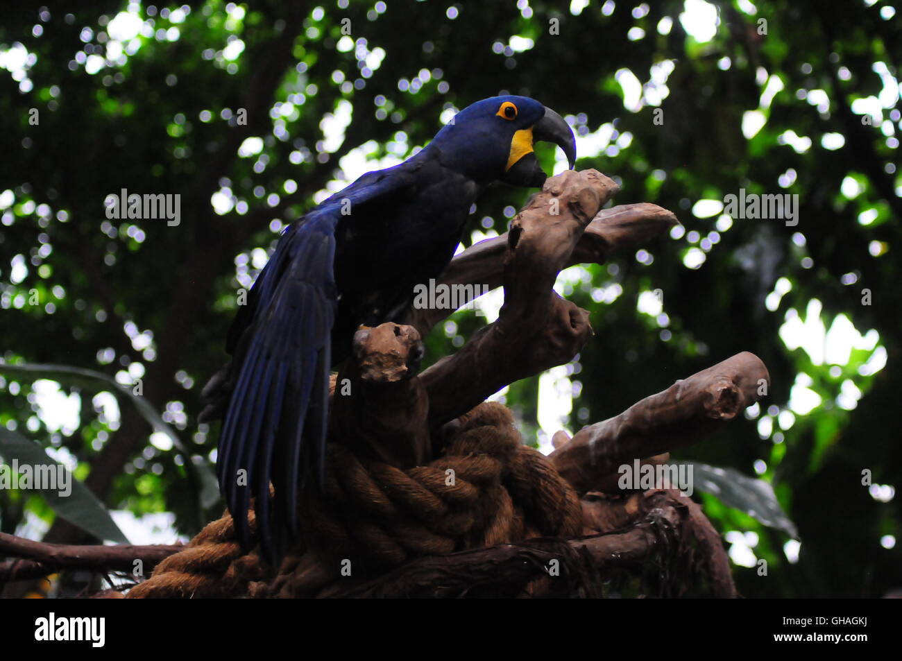 Birds at the National Aviary Pittsburgh PA USA Stock Photo - Alamy