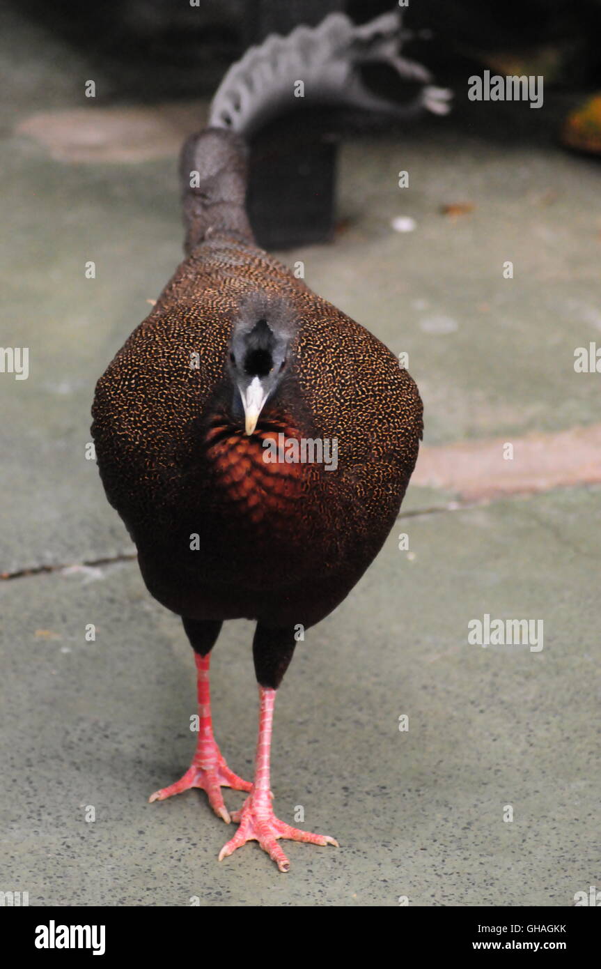 Birds at the National Aviary Pittsburgh PA USA Stock Photo - Alamy