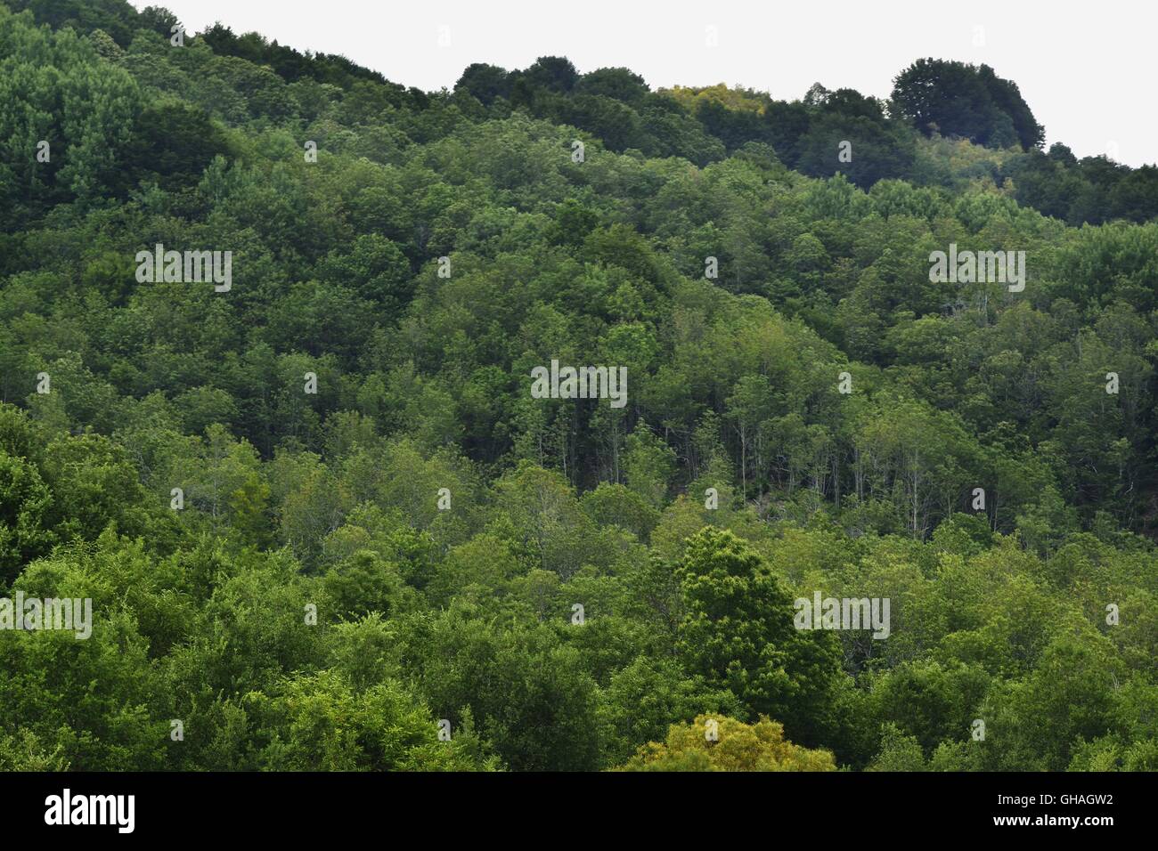 Crop view of thik green forest Stock Photo - Alamy