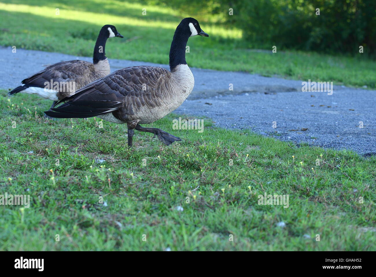 Canadian geese in a grassy field Stock Photo - Alamy