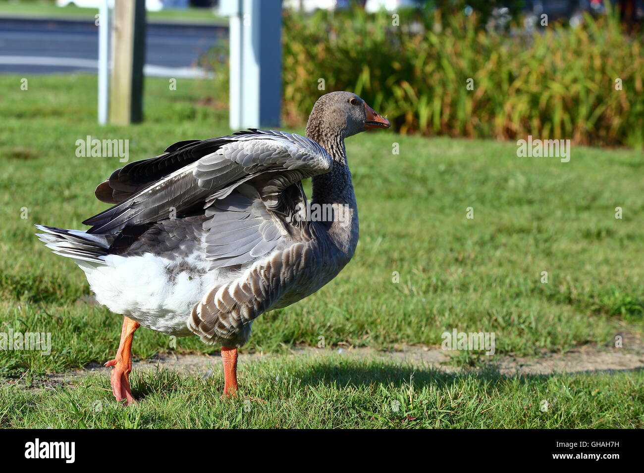 Goose on a grassy green background Stock Photo - Alamy