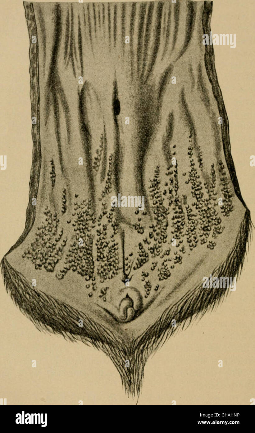 'Veterinary Obstetrics' (1909) provides a comprehensive guide to the ...