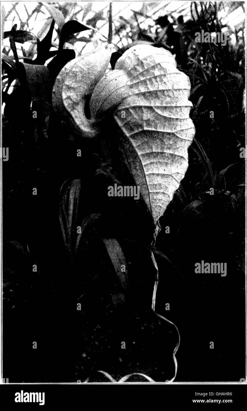 This publication provides insights into the floristry industry ...